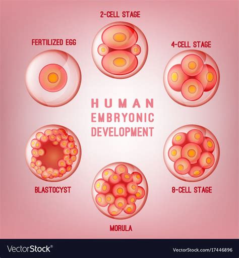 246 Fertilization And Early Embryonic Development
