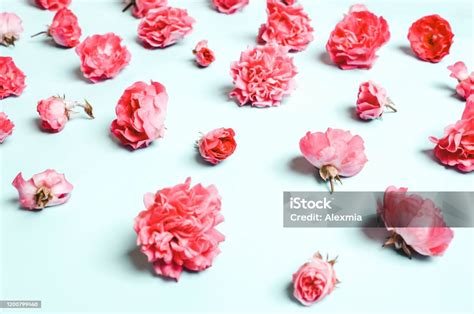 산호 분홍색 꽃 파란색 배경에 장미의 파스텔 구성 자연 축제 레터 헤드입니다 2019년에 대한 스톡 사진 및 기타 이미지 2019년 개념 개념과 주제 Istock