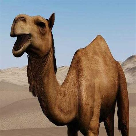 Camel Detection Object Detection Dataset And Pre Trained Model By My