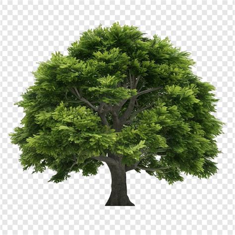 Дерево Png изолировано на прозрачном фоне Премиум Ai сгенерированный Psd