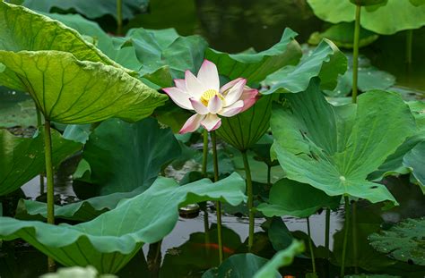 고요한 연못의 생기 넘치는 연꽃 · 무료 스톡 사진