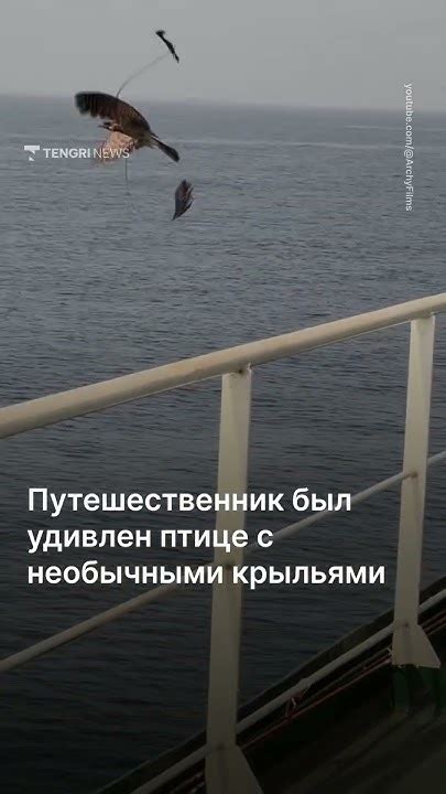 Путешественник был поражён увидев на корабле птицу с необычными крыльями Youtube