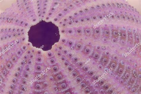 Closeup Of Crustacean Shells With A Hole From Which It Climbs The Marine Fauna Live Nature