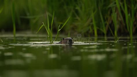A Cute Nutria Swims Through The Calm Water Surrounded By Green Reeds