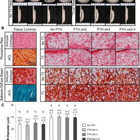 Phase 2 Construct Morphology Histological Analysis And Cell Diameter Download Scientific