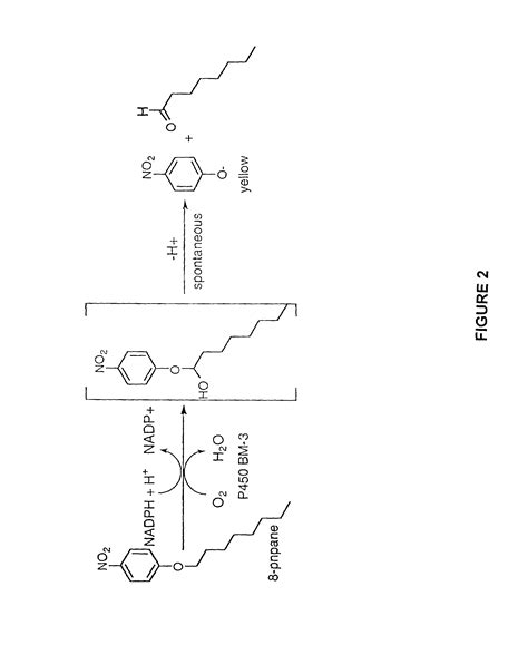Cytochrome P450 Oxygenases Eureka Patsnap