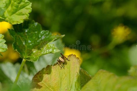 Brown Grasshopper In Green Nature Stock Image Image Of Summertime Insect 272859451