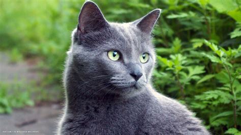 Gray Cat Wallpapers Top Free Gray Cat Backgrounds Wallpaperaccess