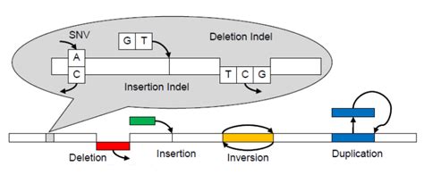 Grom Lightning Fast Genome Variant Detection Rna Seq Blog