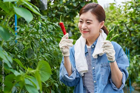 Foto De 한국 전원생활 농촌 농부 농장에서 농작물 고추를 들고 고추를 응시하며 미소짓고 있는 젊은여자 모습 Do Stock Adobe Stock