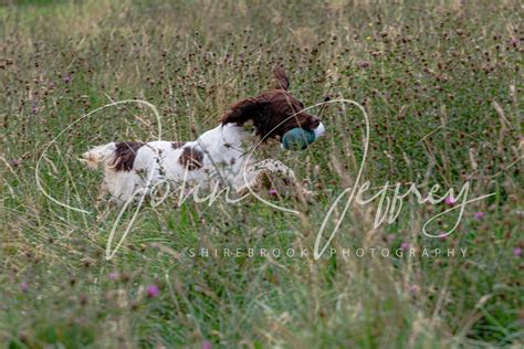 Betley Fillies Dr Birthday Training 160820 Shirebrook Photography