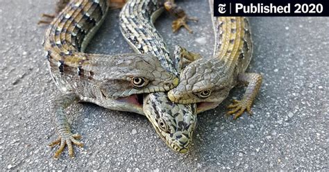 Hold Me Squeeze Me Bite My Head The New York Times