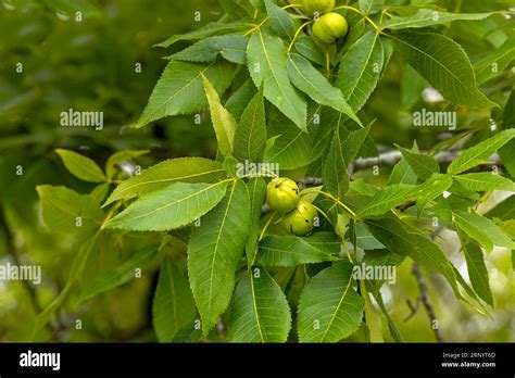 The White Walnut Juglans Cinerea Commonly Known As Butternut Is A