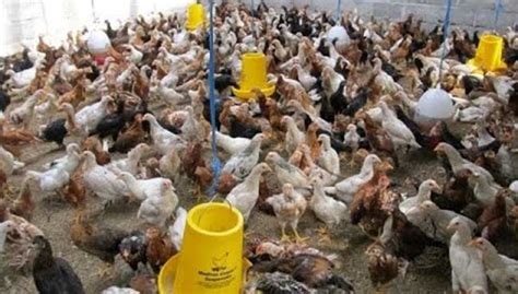 Ikut Nasihat Menteri Bekas Pramugara Jadi Penternak Ayam FMT