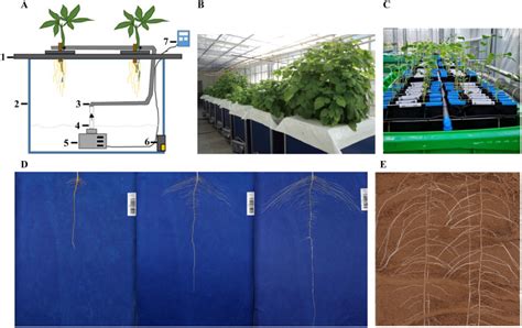 Recent Advances In Methods For In Situ Root Phenotyping Pmc