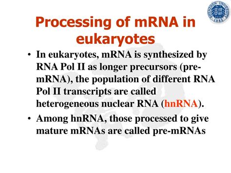 PPT Chapter RNA Post Transcriptional Processing PowerPoint Presentation ID