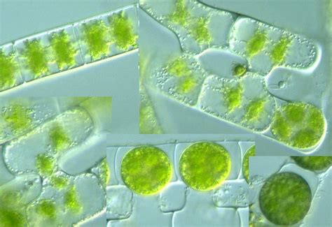 Protist Images Zygnema Fanicum