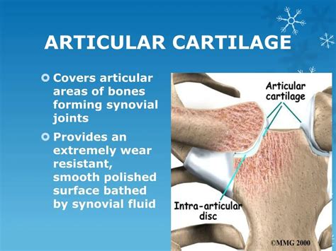 Ppt Exploring Cartilage Structure Function And Types Powerpoint