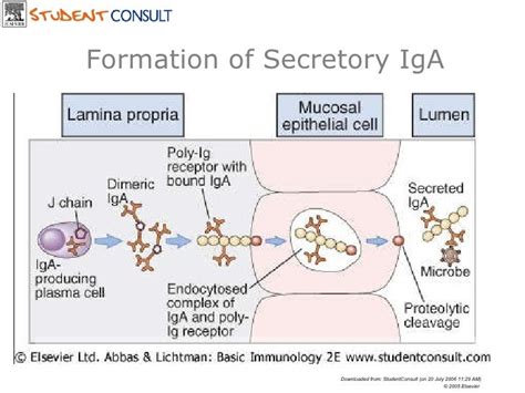 Immunology Iii Immunoglobulins
