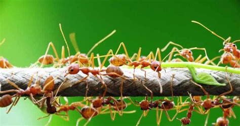 Mengapa Semut Ada Dimana Mana Belajar Sampai Mati