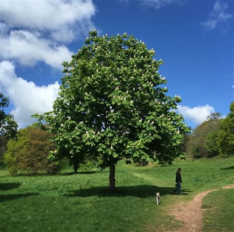 Chew Valley Trees Aftercare Guide
