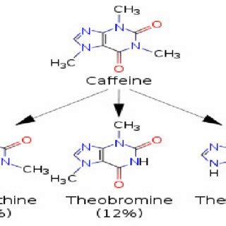 Synthesis Of Caffeine Zuo Chen Deng Download Scientific Diagram