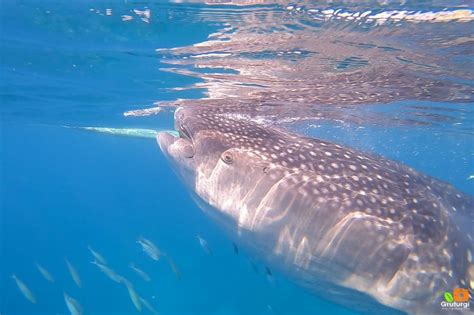 세부 여행 후기 세부 오슬롭 고래상어~필리핀 보홀 여행 코스 네이버 블로그