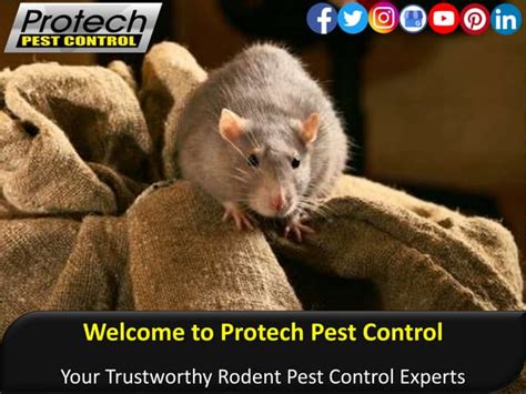 Protech Pest Control Your Trustworthy Rodent Pest Control Experts Pptx
