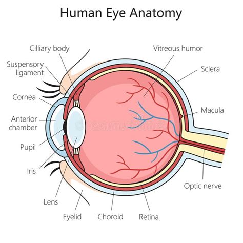 Human Eye Structure Diagram Medical Science Stock Illustration