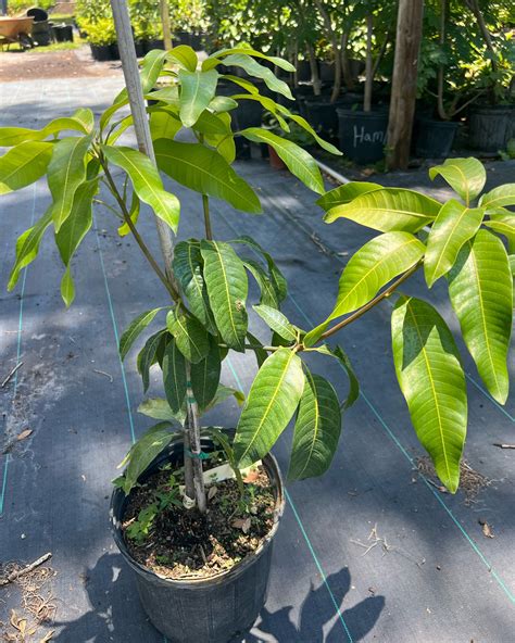 Valencia Pride Mango 3ft Grafted Tree Shipping With 3gl Pot No