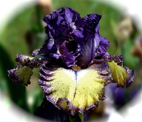 Tb Iris Tickle My Fancy Black 2015
