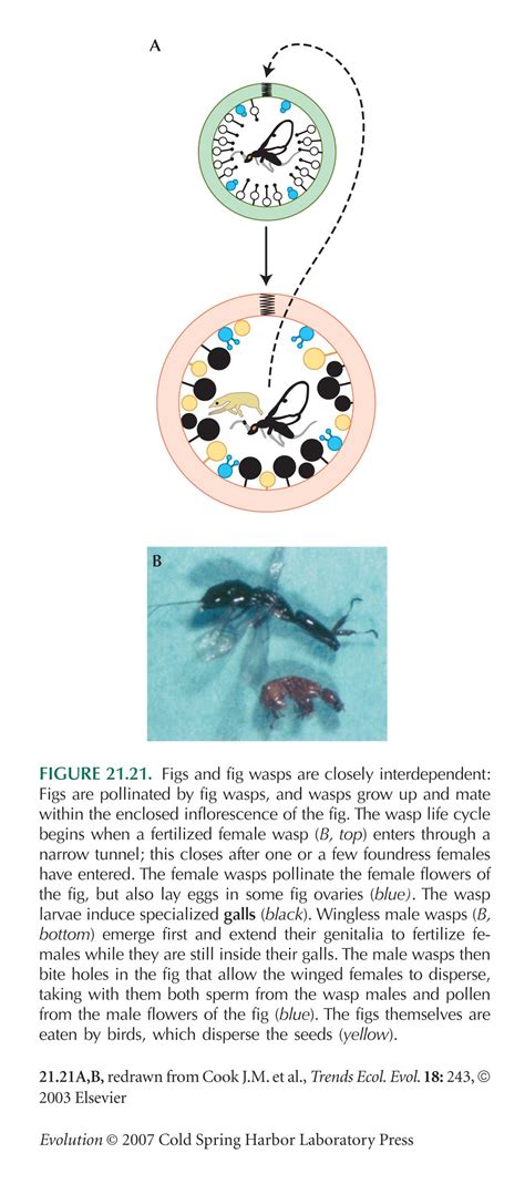 Evolution Figures Chapter 21