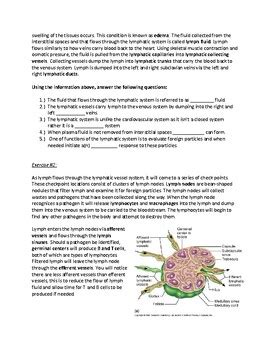 A P II Lab Exercise Lymphatic System Babe Version TPT