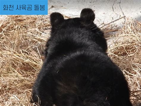 한 해 동안 곰들의 몸무게는 어떻게 변했을까요 자료실