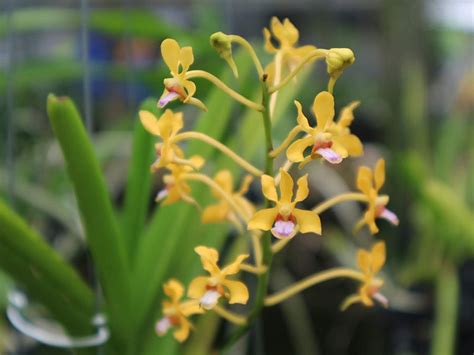 Vanda Testacea Manus Orchids