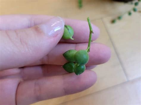 How To Propagate String Of Pearls Step By Step Guide With Pictures