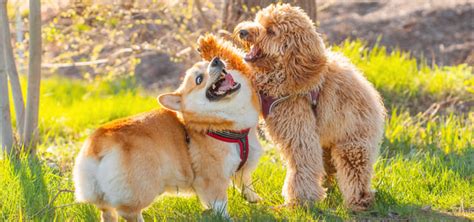 Cavapoo Behaviour Guides Are Cavapoos Aggressive