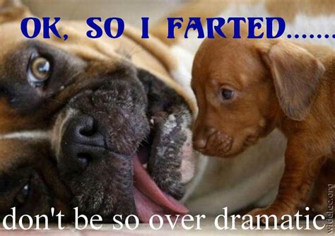85 Funnniest Fart Meme Meme Central
