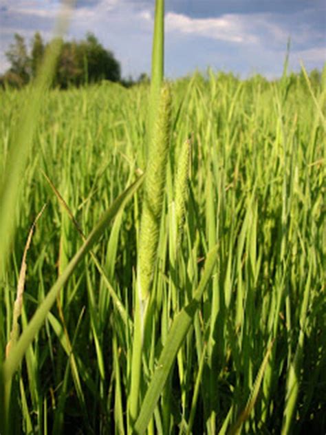 Timothy Hay Field