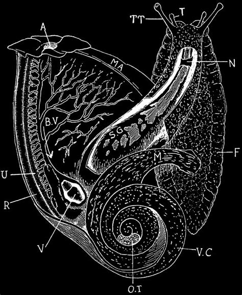 Jorge Rovira Dissection Of Snail
