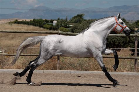 All About The Azteca Horse Breed Profile History Characteristics Facts