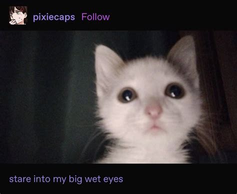 Kittens Are Undeniably Adorable With Their Tiny Paws Playful Antics And Curious Personalities