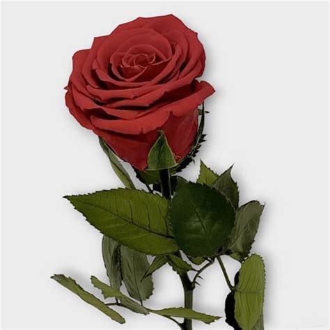 Luxury One Year Preserved Rose Red 30cm Preserved Rose Heads Uk