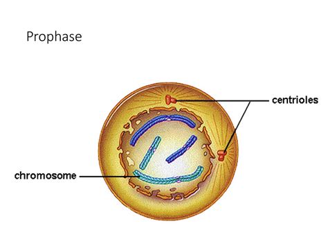 Discovering Dna Ppt Download