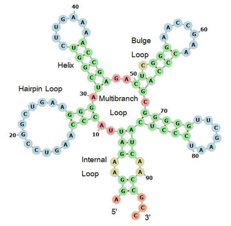 The Example Of Rna Secondary Structure Elements Download Scientific