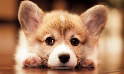 Corgi Puppies Wallpaper 54 Images