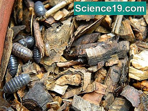 Cómo Descomponer Funciones 💫 Portal Multimedia Científica Y Popular 2025