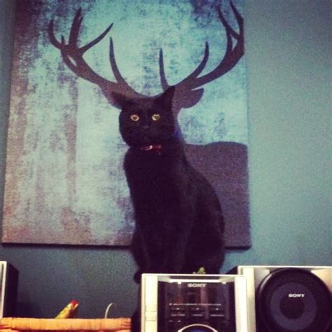 Its My Cake Day Today So Here Is My Sexy Cat Zorro Album On Imgur