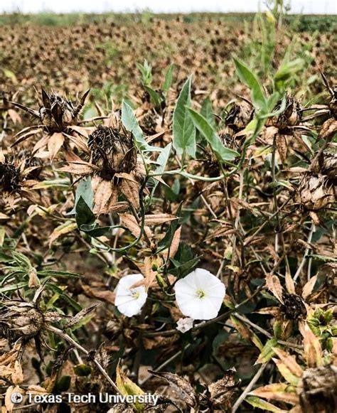 Field Bindweed Seedling