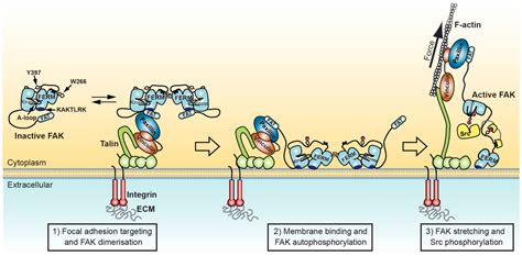 Fak Structure And Regulation By Membrane Interactions And Force In
